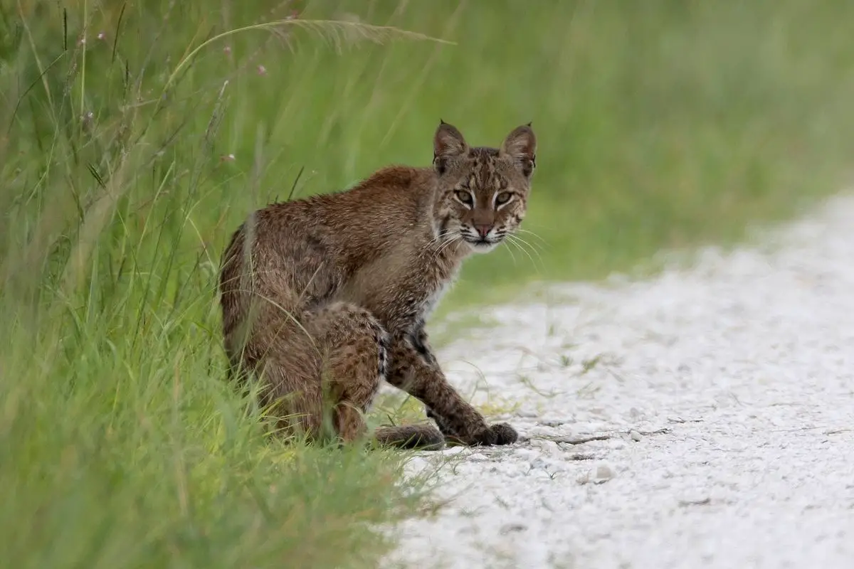 Are Bobcats Nocturnal? | Assorted Animals
