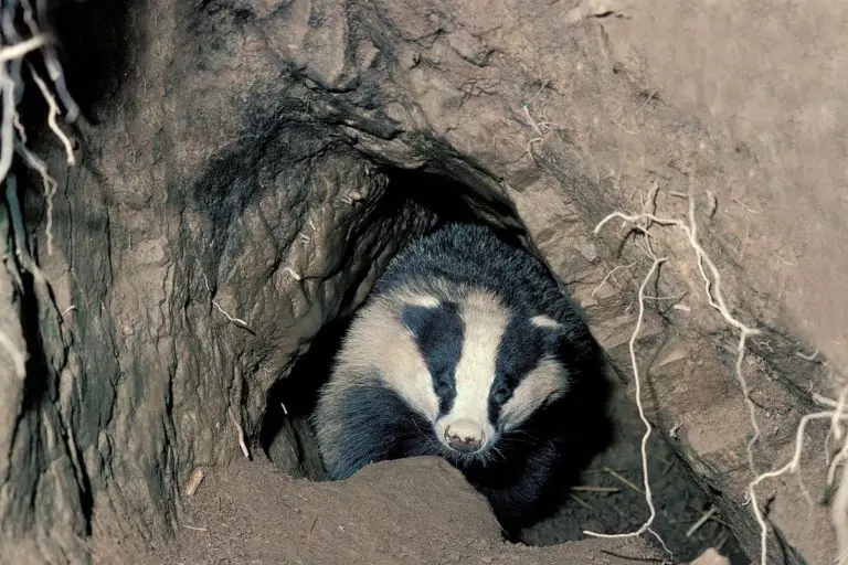 Badger Dens | The Ultimate Guide | Assorted Animals