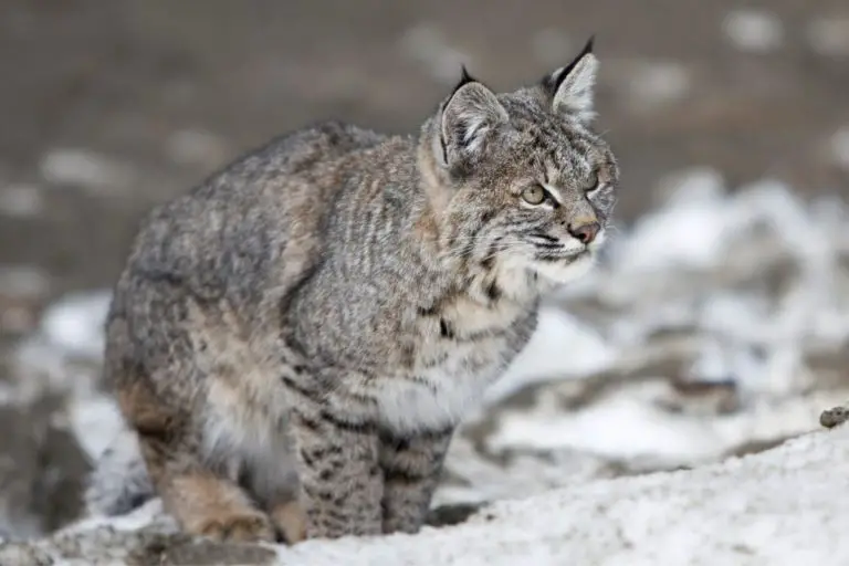 How Big Are Bobcats?