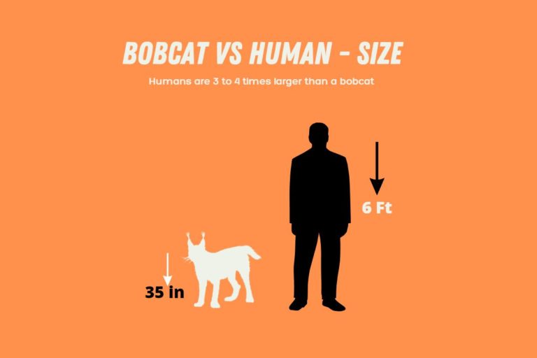 Bobcat Size and Appearance | Assorted Animals
