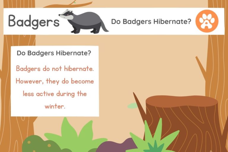 Do Badgers Hibernate? | Assorted Animals