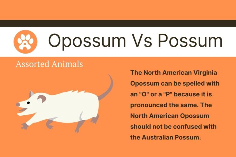 Opossum Vs Possum | The Ultimate Guide | Assorted Animals