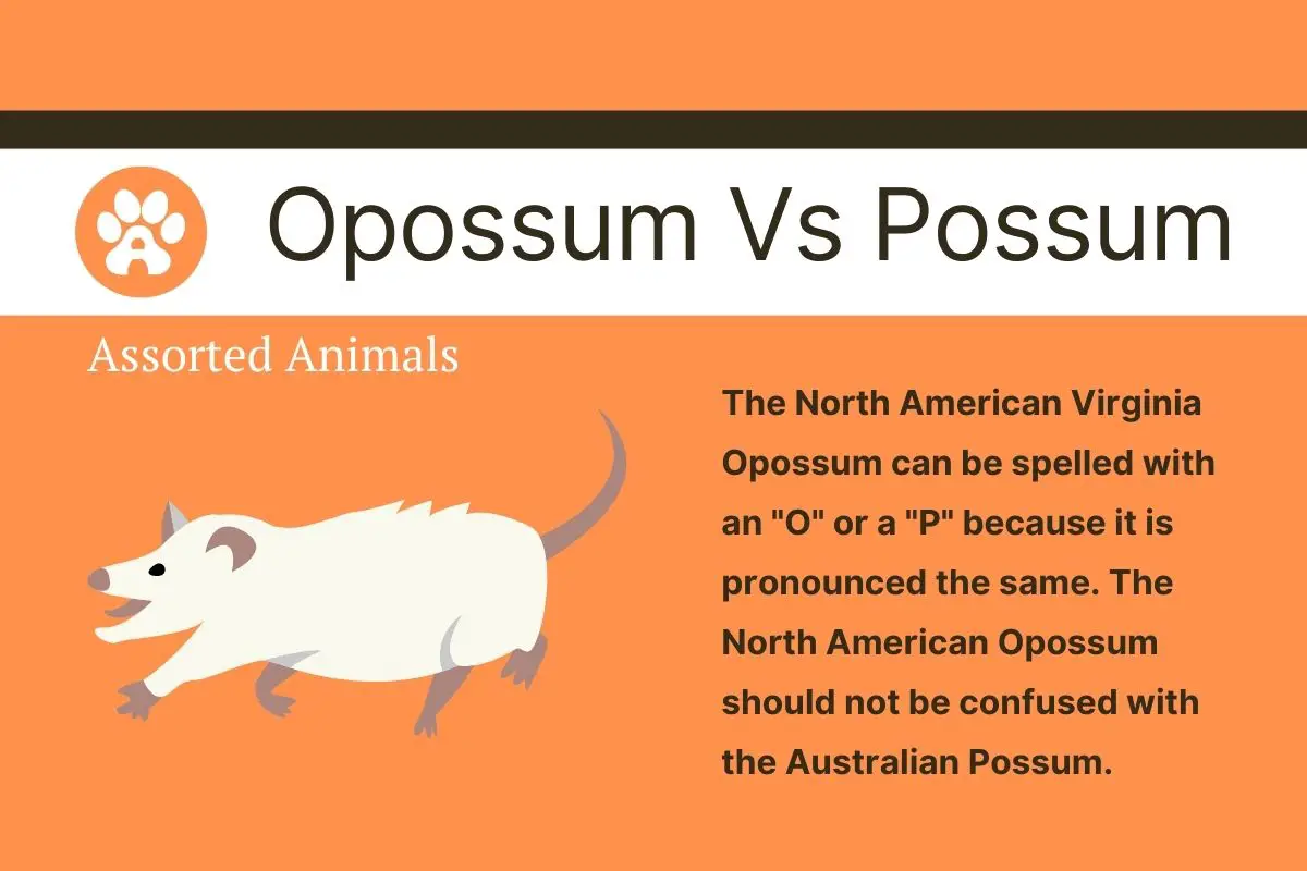 Opossum Vs Possum | The Ultimate Guide | Assorted Animals