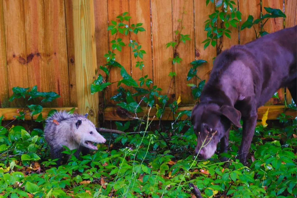 Are Opossums Dangerous To Dogs