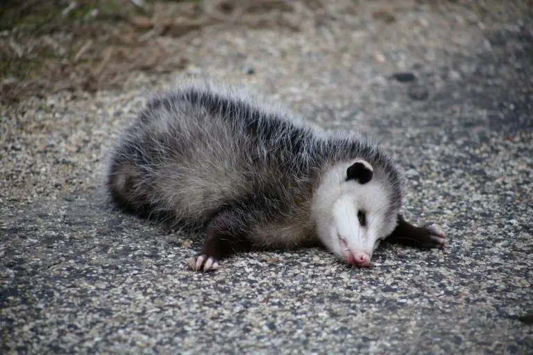 Do Possums Play Dead? Death-Feigning | Assorted Animals