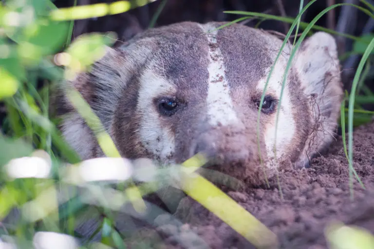 Badger Animal | Ultimate Guide | Assorted Animals