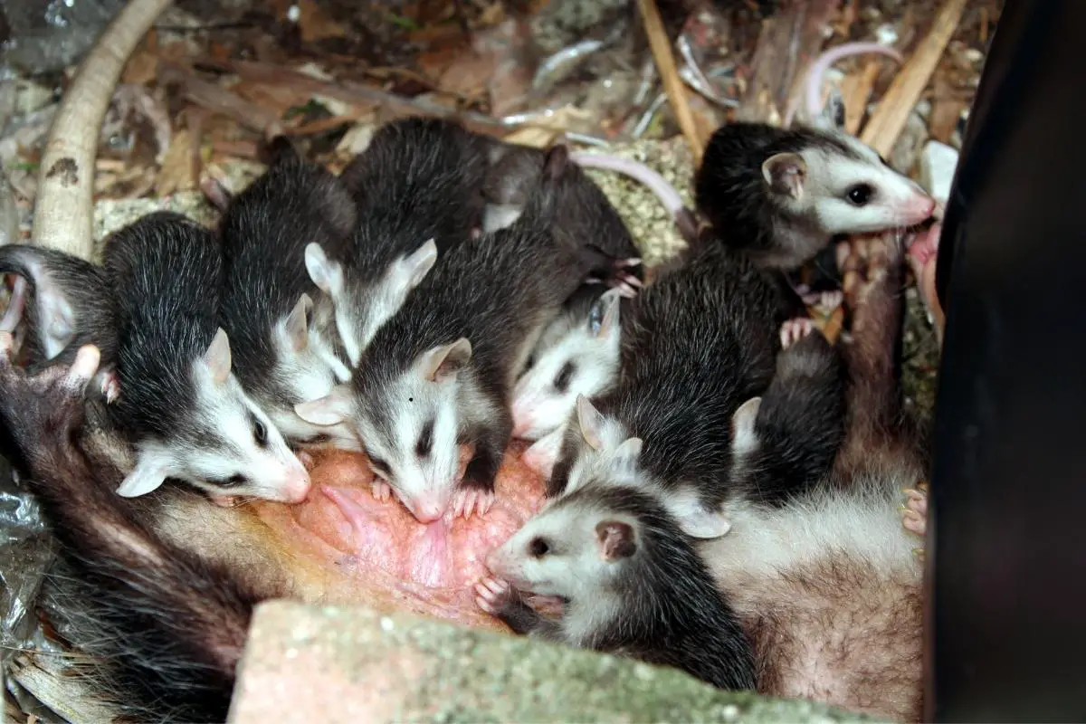 Opossum Babies | The Ultimate Guide | Assorted Animals