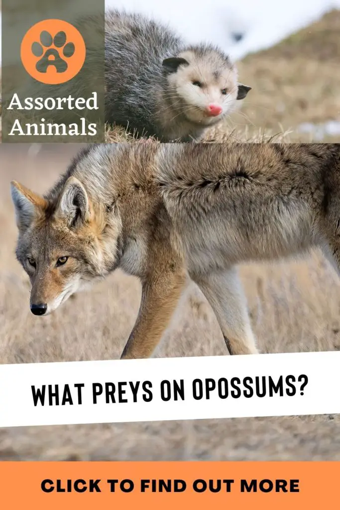 What Eats Possums? Opossum Predators | Assorted Animals