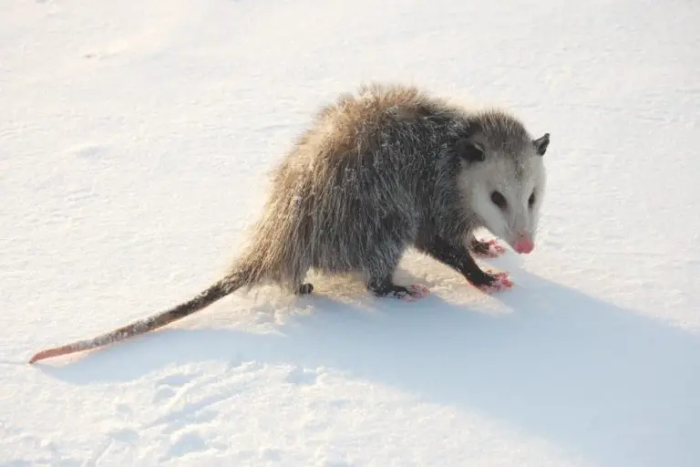 Opossum Tracks | The Ultimate Guide | Assorted Animals