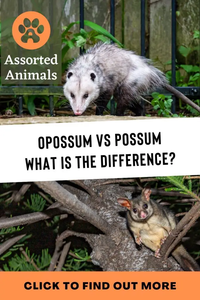Opossum Vs Possum | The Ultimate Guide | Assorted Animals