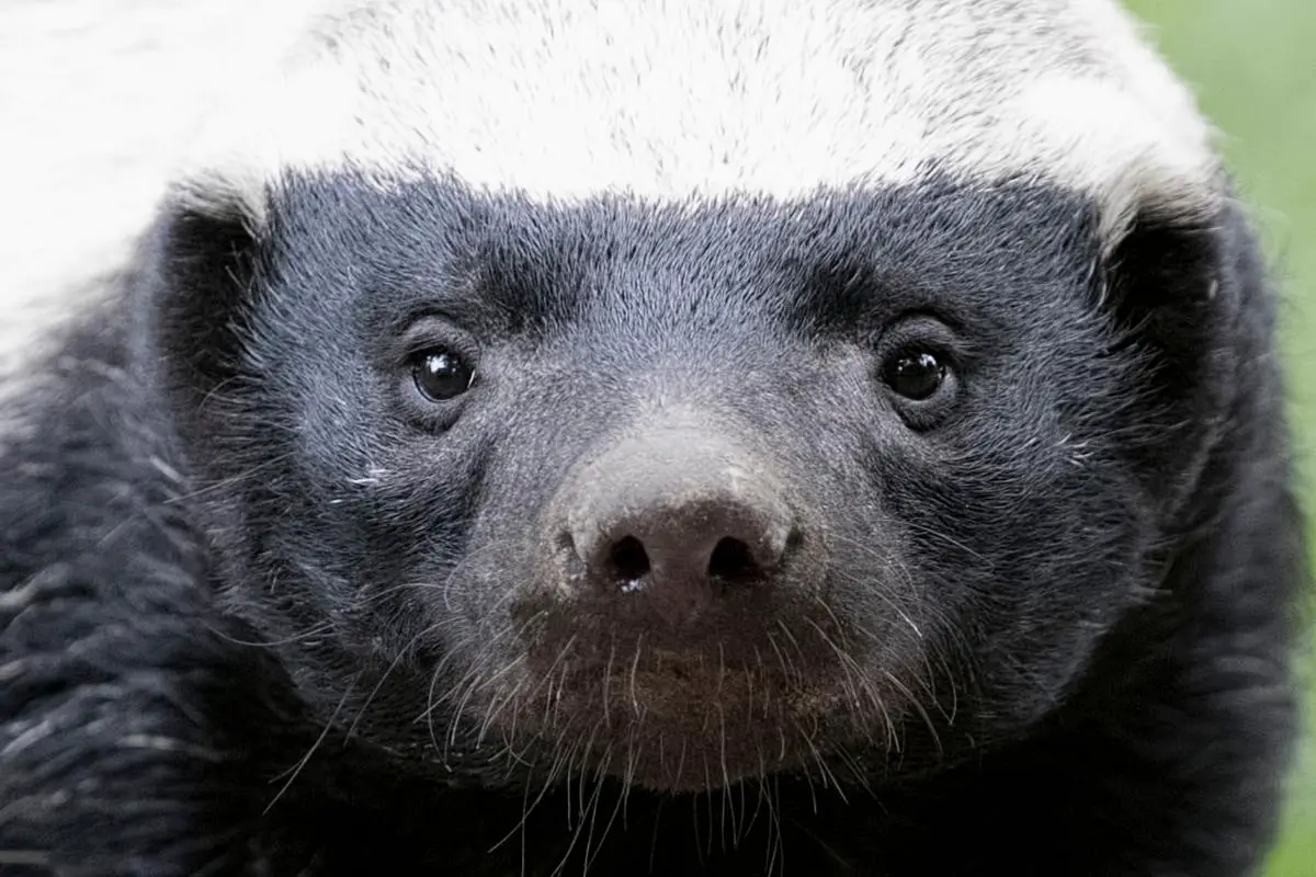 Honey Badger The Ultimate Guide Assorted Animals