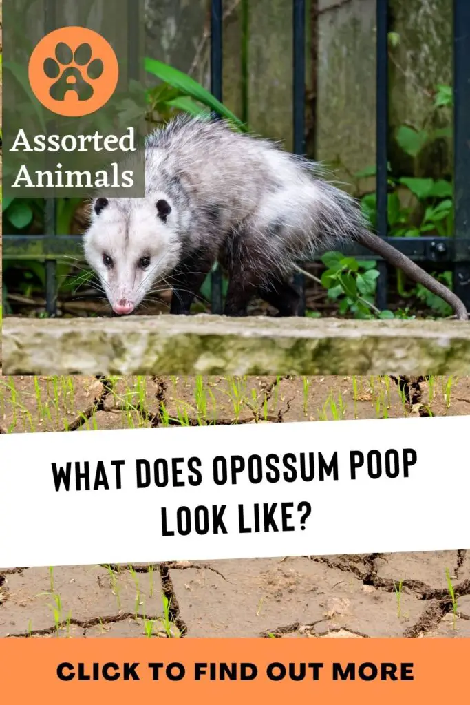 Opossum Poop | Ultimate Guide | Assorted Animals