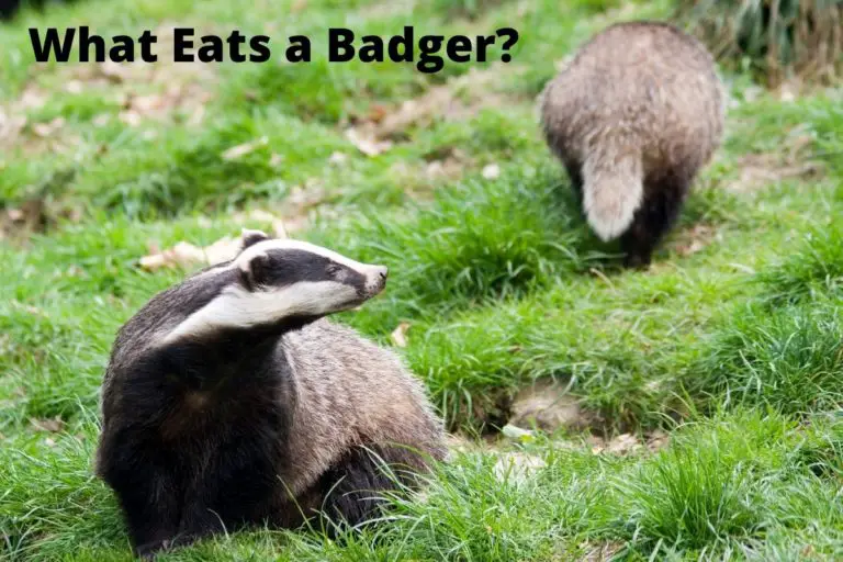 8 Badger Predators | What Eats A Badger? | Assorted Animals