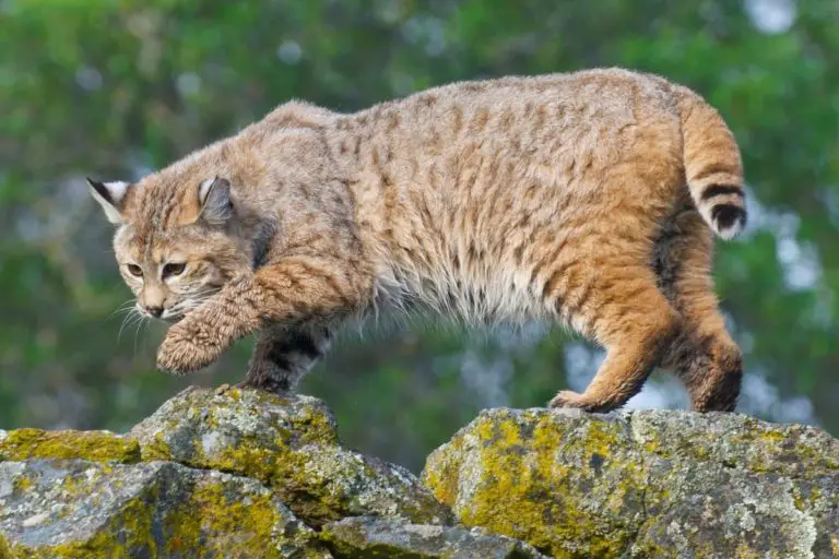Bobcat Tails | Do Bobcats Have Tails? | Assorted Animals