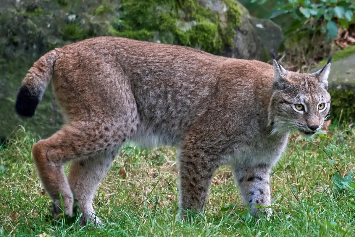 Bobcat Vs Lynx | Know The Difference | Assorted Animals