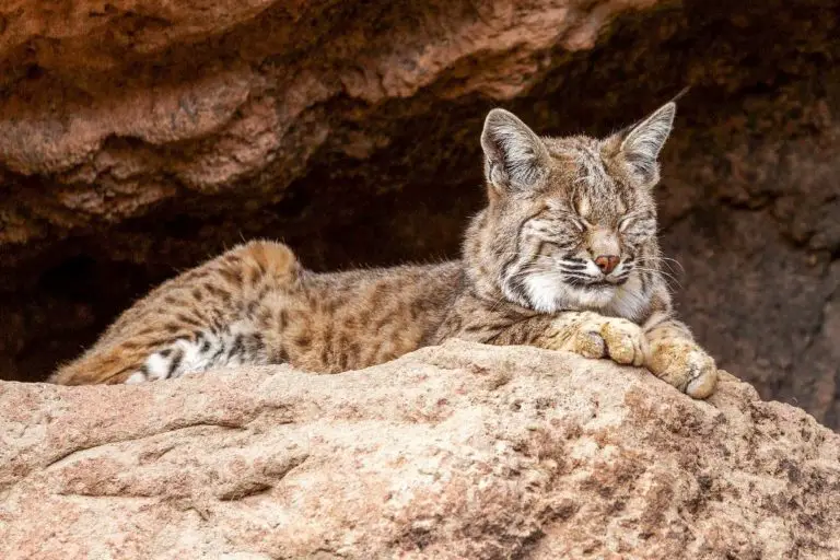 Bobcat Animal | The Ultimate Guide | Assorted Animals