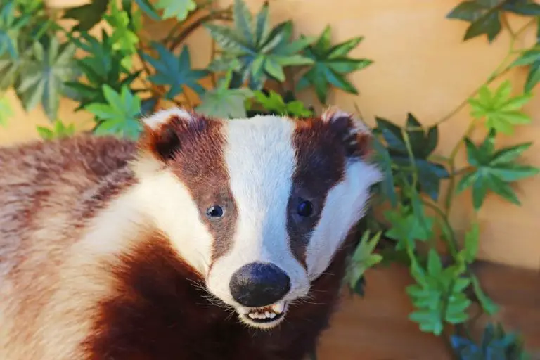 Badger Animal | Ultimate Guide | Assorted Animals