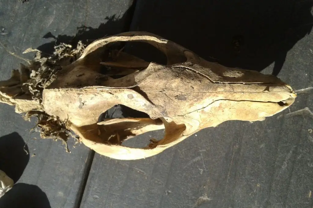 Opossum Skeleton | With Examples | Assorted Animals