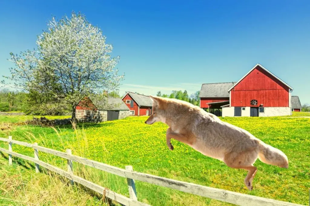 Can Coyotes Jump Fences (With Video Example) – Assorted Animals
