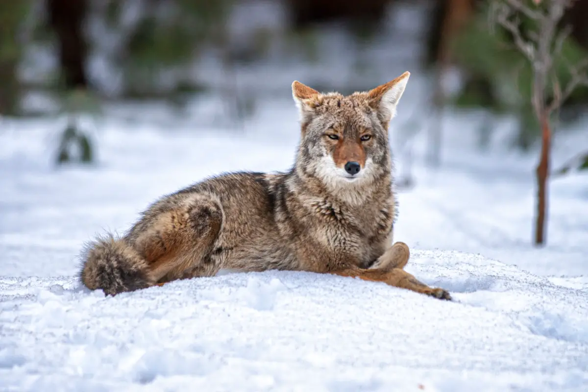Do Coyotes Hibernate? | Assorted Animals
