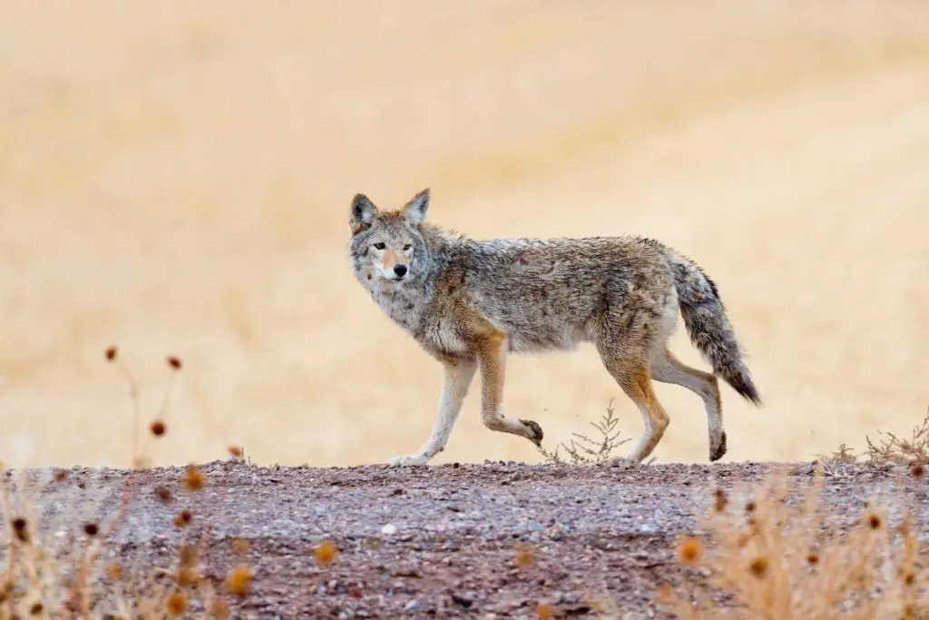 Coyote Colors (With Examples) | Assorted Animals