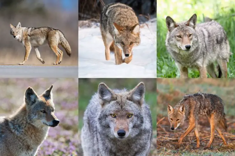 Coyote Colors (With Examples) | Assorted Animals