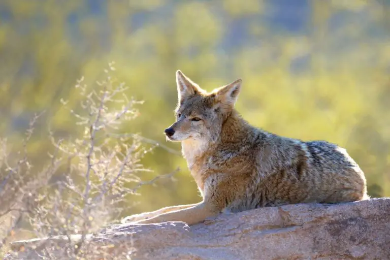 How Long Do Coyotes Live | Coyote Lifespan | Assorted Animals