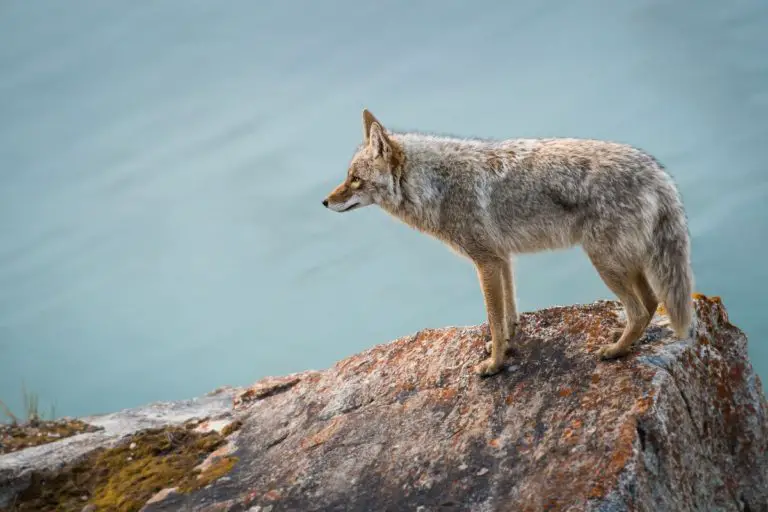 Where Do Coyotes Live? | Assorted Animals
