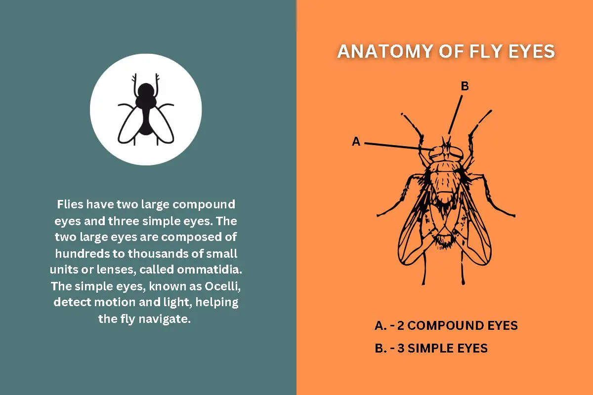 How Many Eyes Do Flies Have (w. Examples) | Assorted Animals