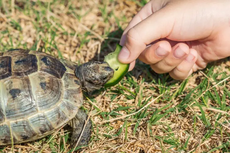 How Long Can Turtles Go Without Eating w Chart How Long Can Turtles Go Without Eating w Chart
