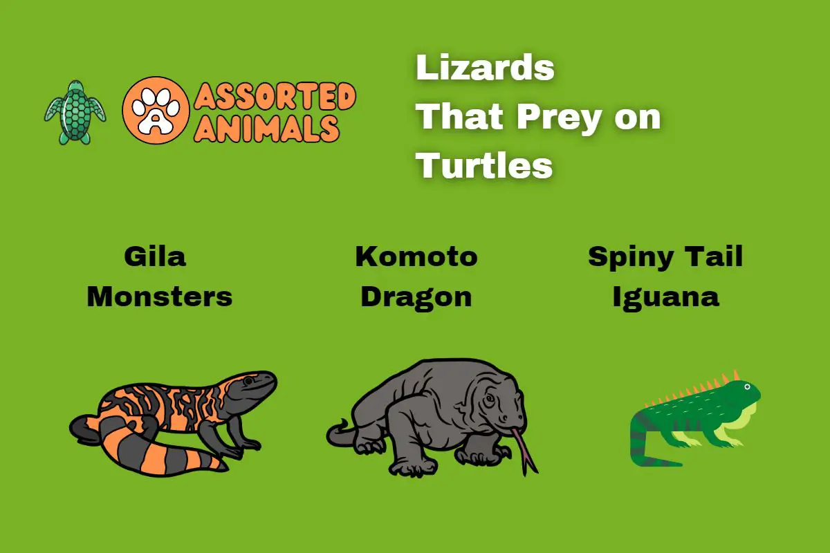 20 Turtle Predators: What Eats Turtles | Assorted Animals