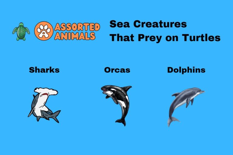 20 Turtle Predators: What Eats Turtles | Assorted Animals