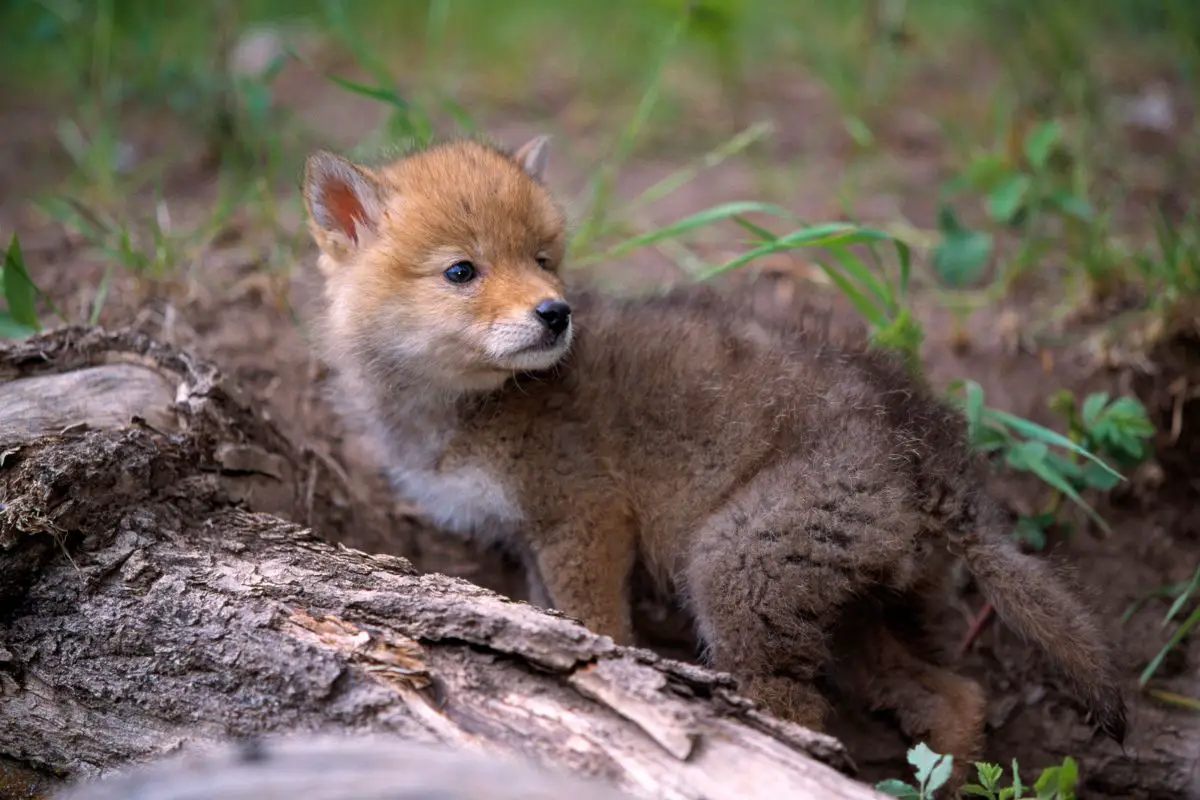Coyote Pups: Whelps and Pup Season | Assorted Animals