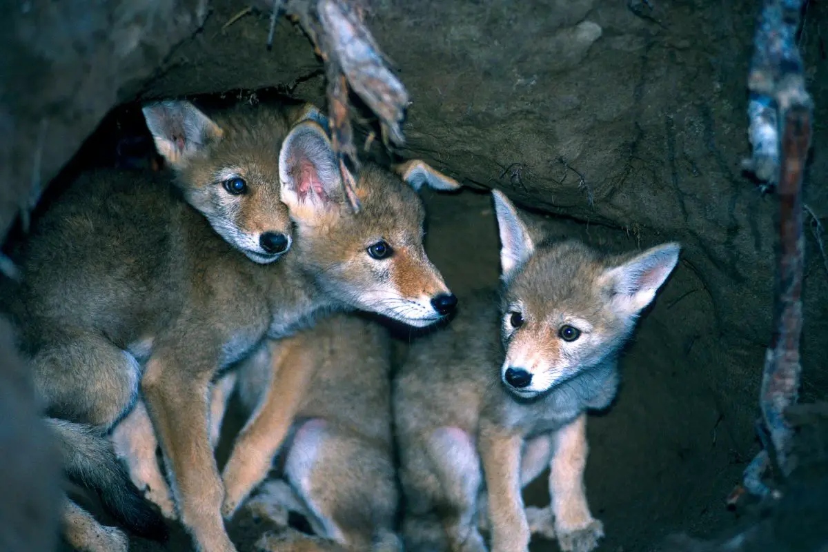 Coyote Pups: Whelps and Pup Season | Assorted Animals