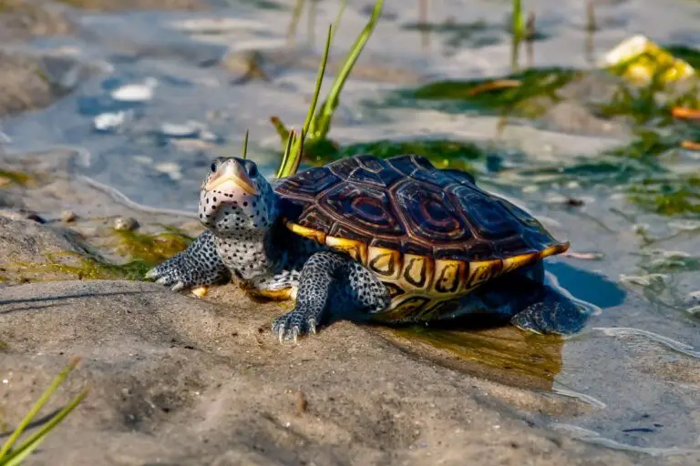 14 Small Types of Turtles (That Make Good Pets)