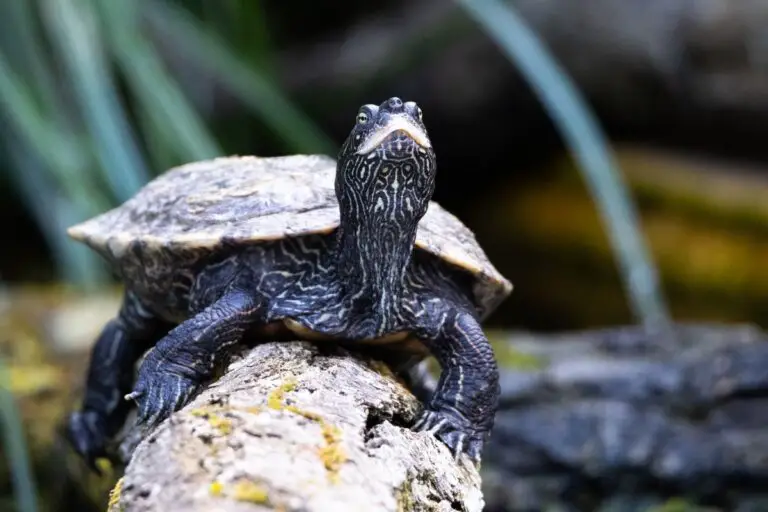14 Small Types of Turtles (That Make Good Pets)
