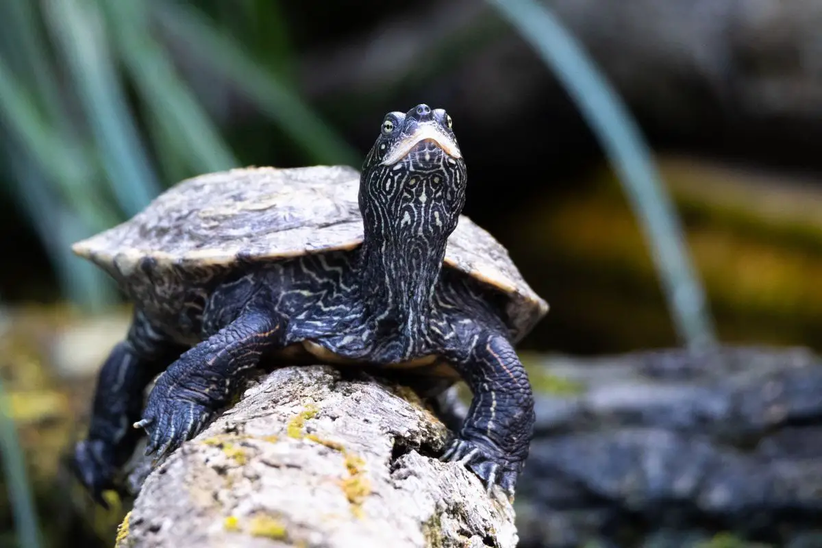 14 Small Types of Turtles (That Make Good Pets)