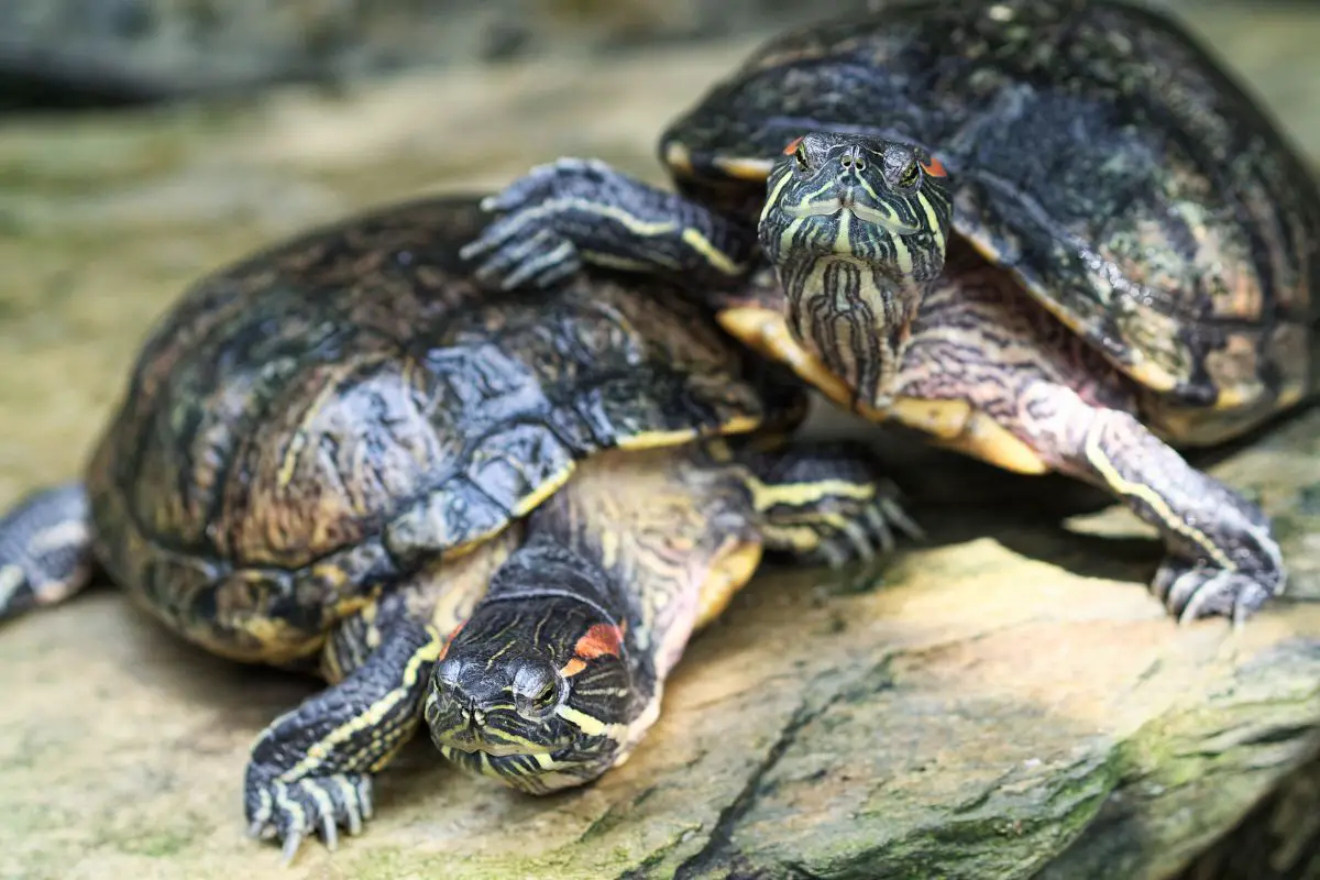 14 Small Types of Turtles (That Make Good Pets)