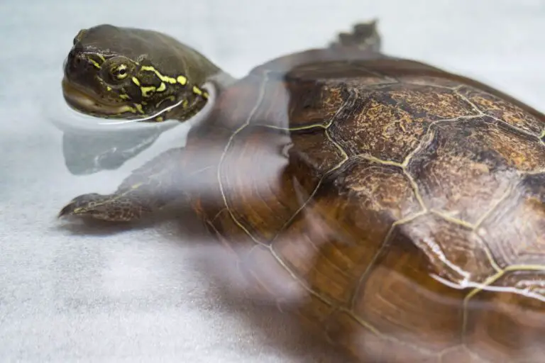 14 Small Types of Turtles (That Make Good Pets)