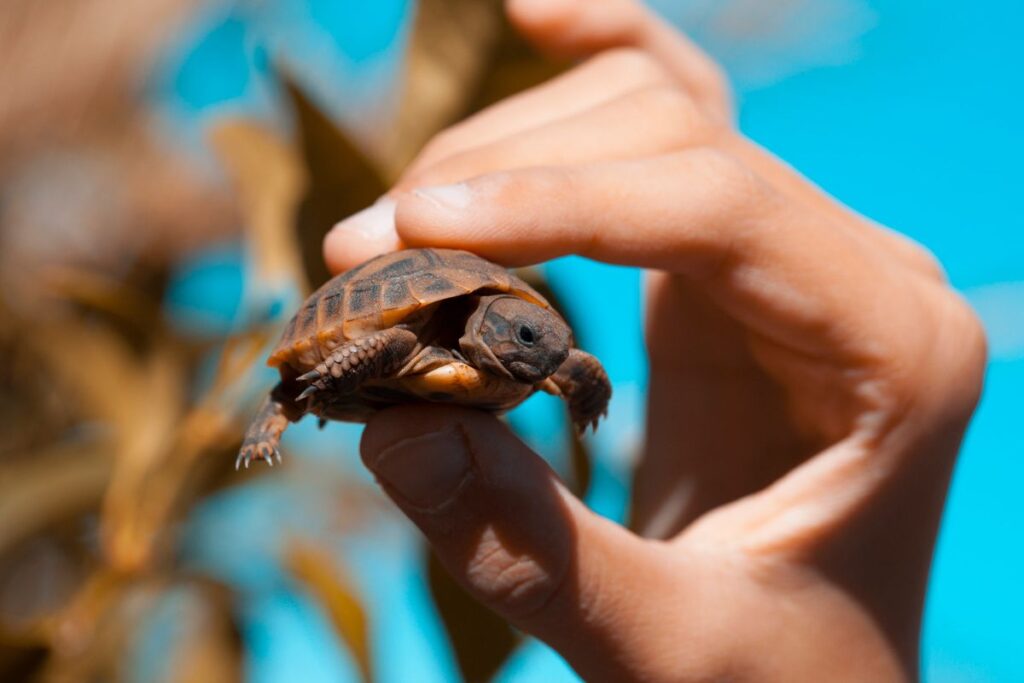 14 Small Types of Turtles (That Make Good Pets)