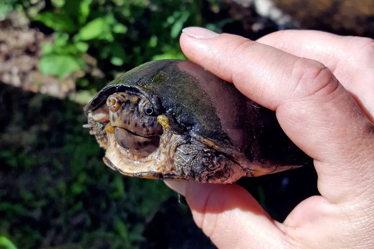 14 Small Types of Turtles (That Make Good Pets)