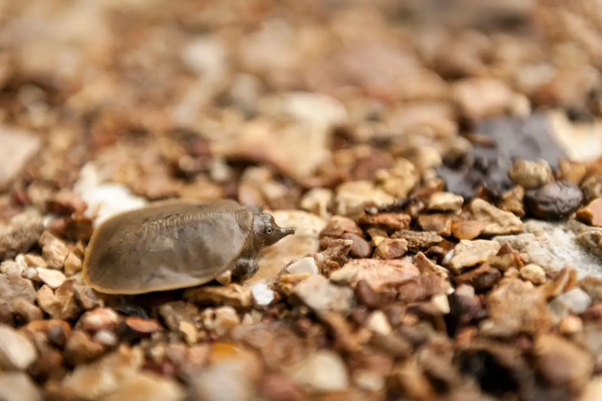 14 Small Types of Turtles (That Make Good Pets)