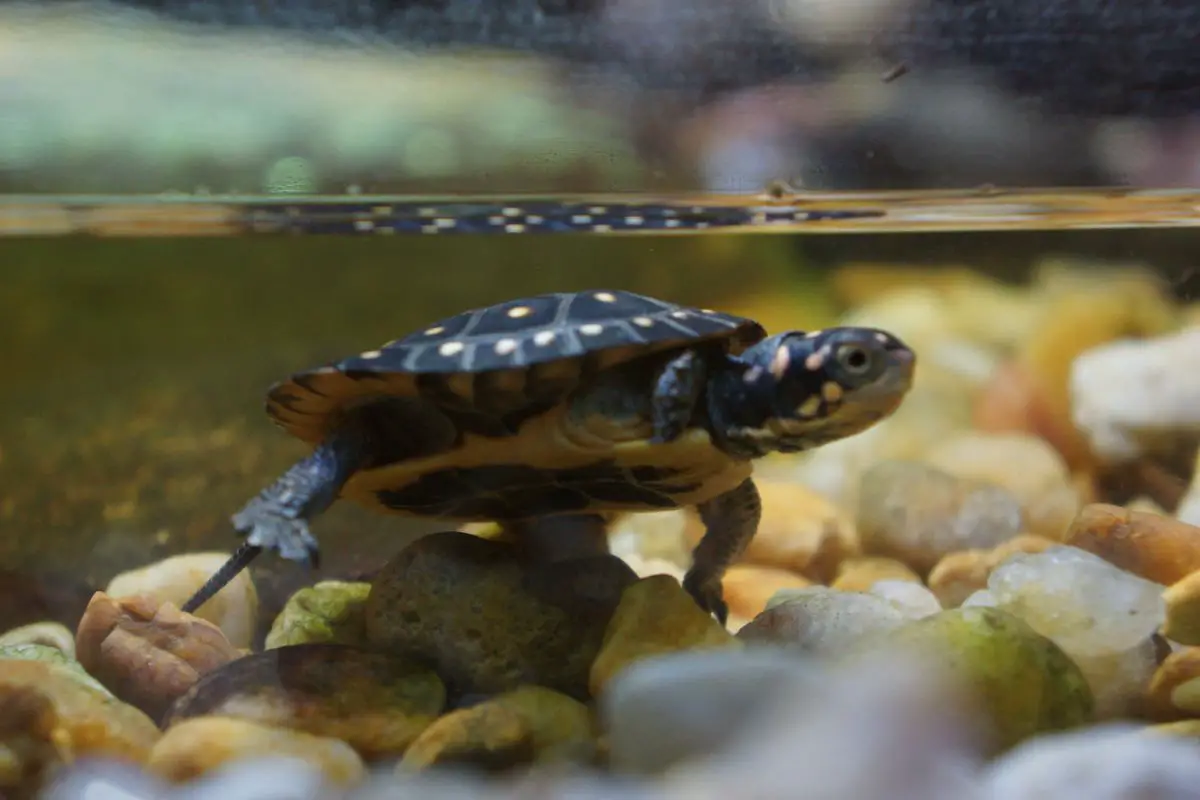 14 Small Types of Turtles (That Make Good Pets)