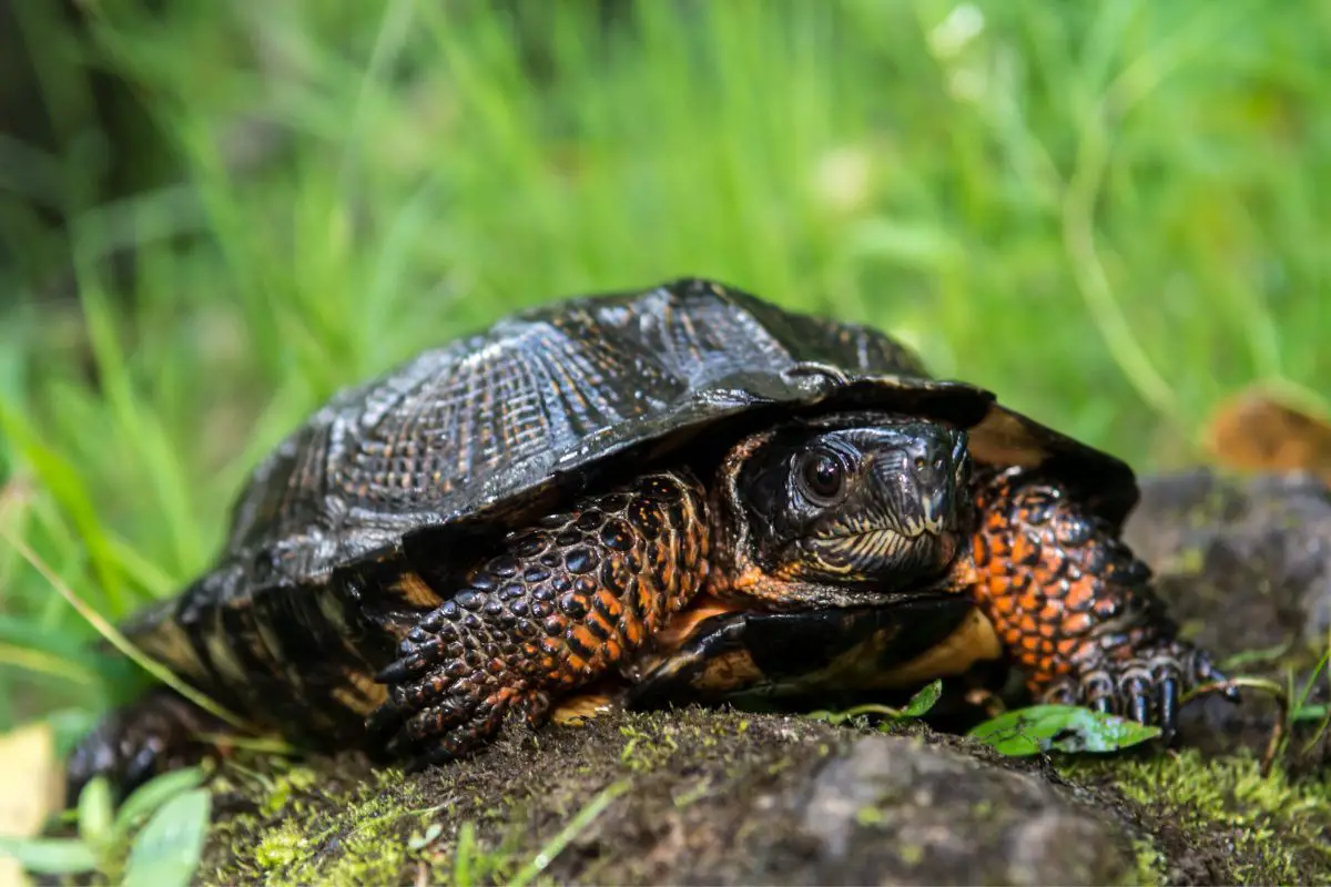 14 Small Types of Turtles (That Make Good Pets)