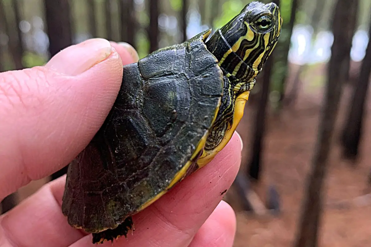 14 Small Types of Turtles (That Make Good Pets)