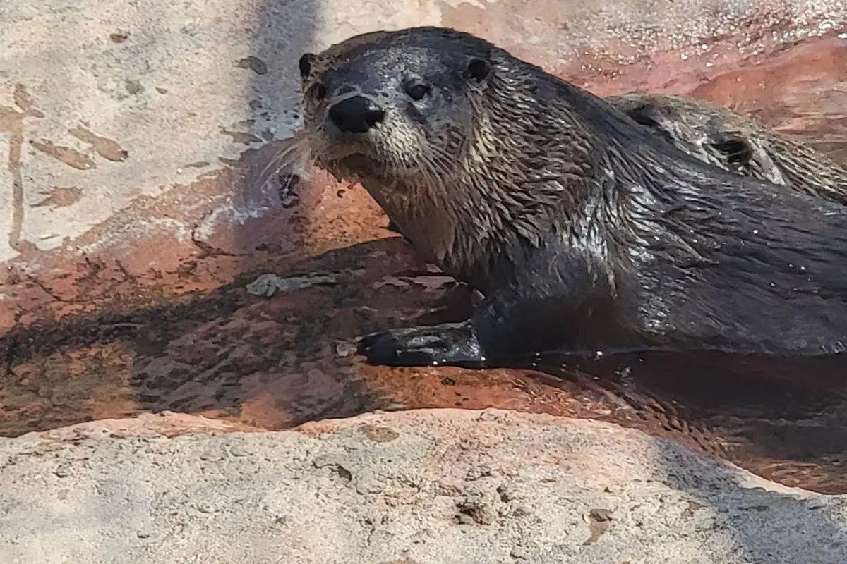 Otter Dens | And Things You Otter Know | Assorted Animals