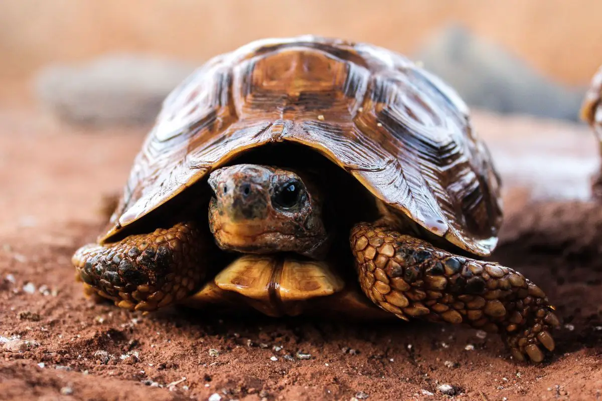Do Turtles Have Scales? An Overview | Assorted Animals