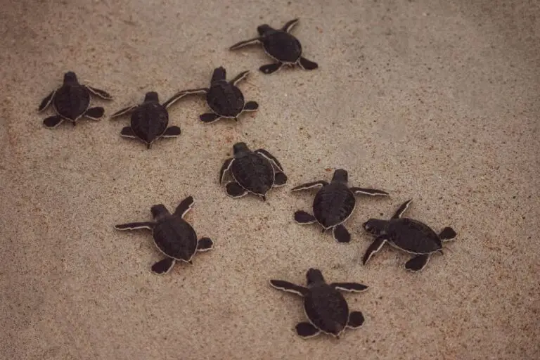 Do Turtles Have Tails | Assorted Animals