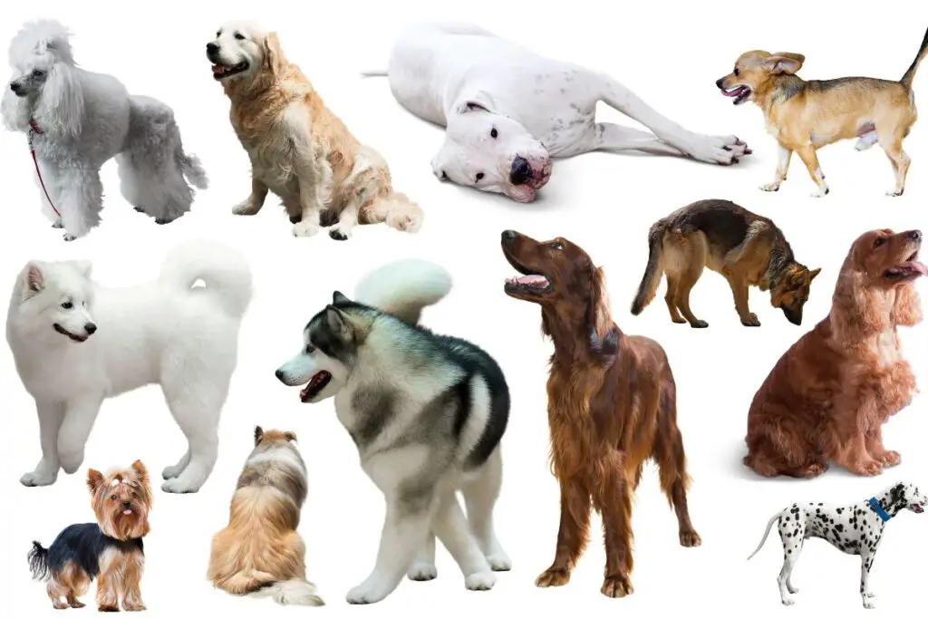 4 Key Factors When Choosing a Dog