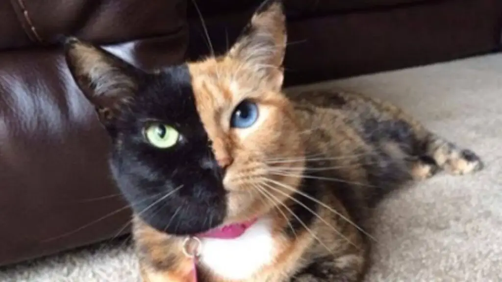 Meet Venus - The Internet’s Beloved Two-Faced Cat! | Assorted Animals